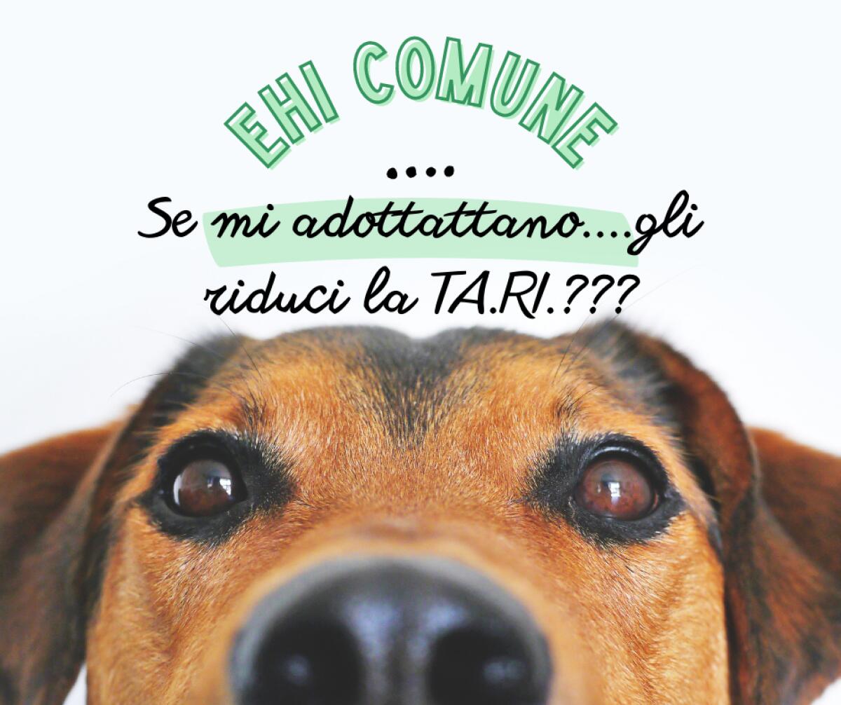 Tari gratis a chi adotta un cane dal canile: la proposta di Uniti per ...
