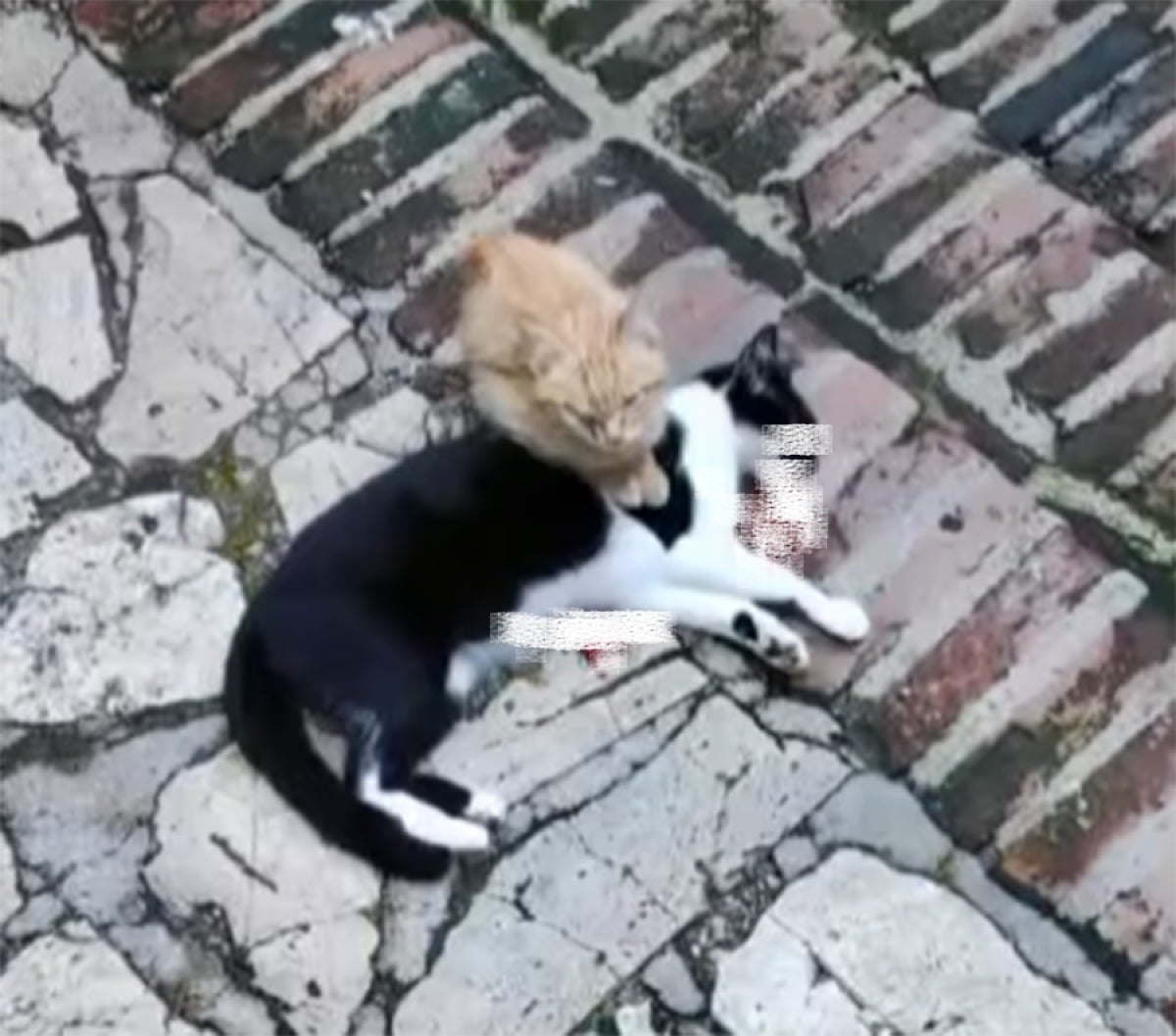 Orrore a Norma: gatto ucciso a sassate da ignoti - Radio Studio 93